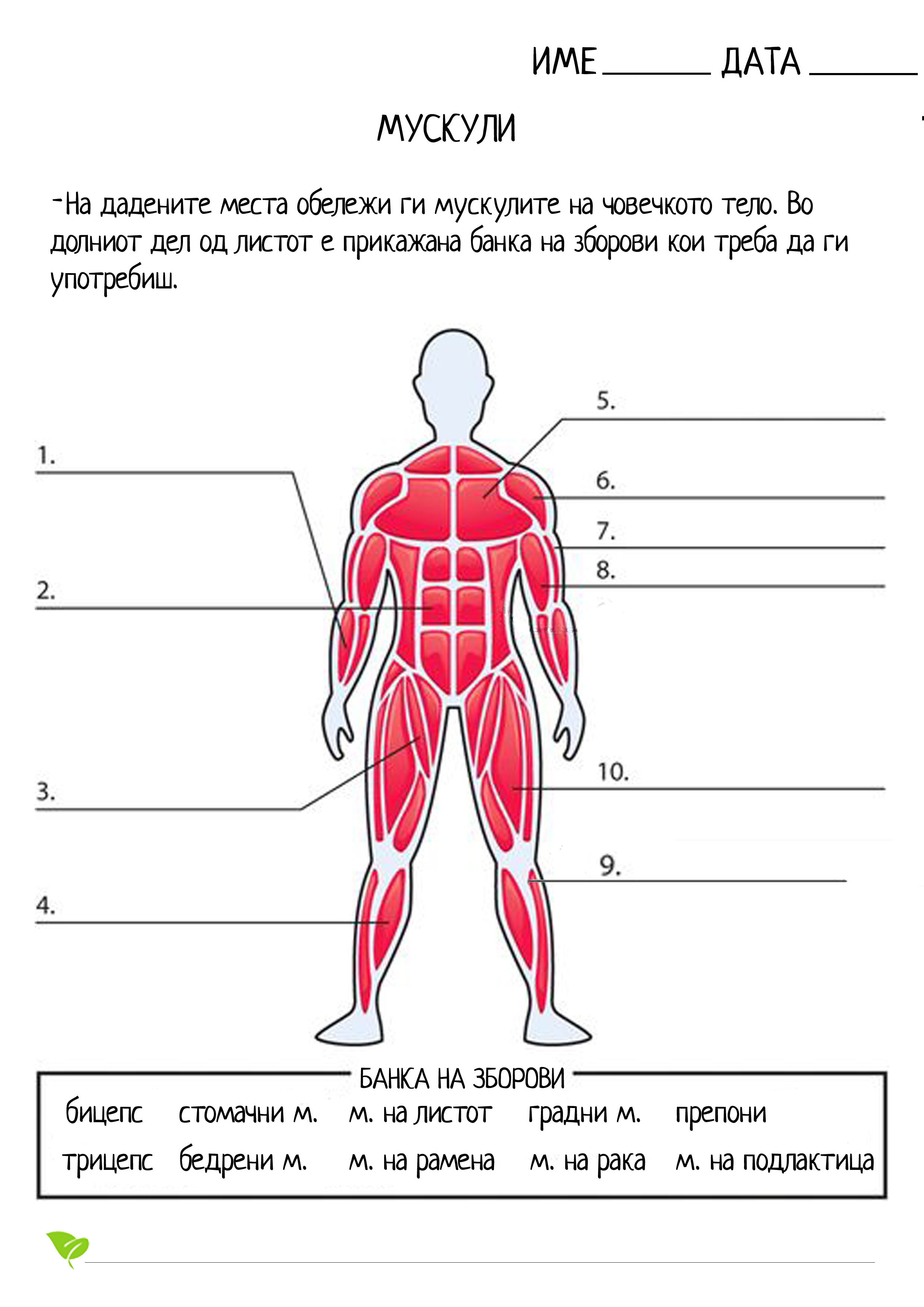 Мускули - Никулец Едукација